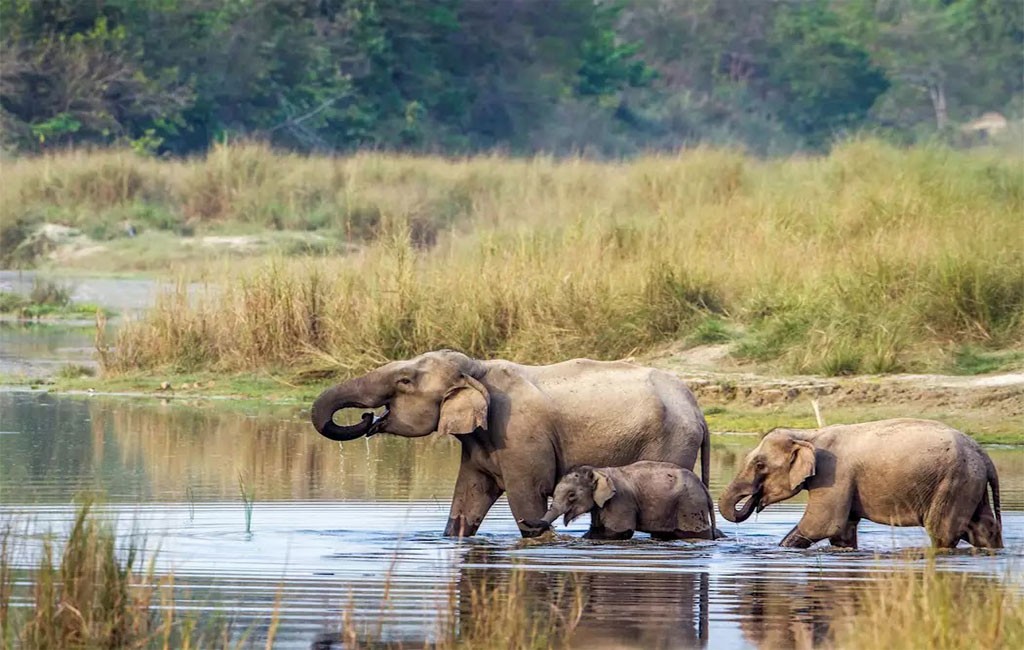 Chitwan National Park: Wildlife and Culture Journey