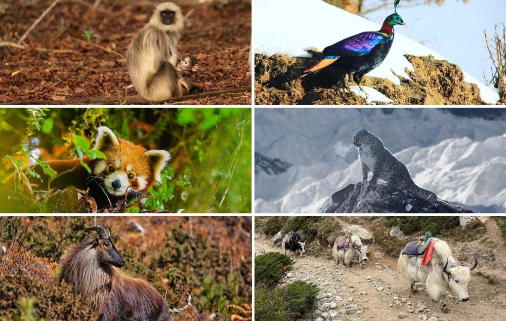 Nepal Trekking Wildlife: Top 10 Himalayan Animals to See